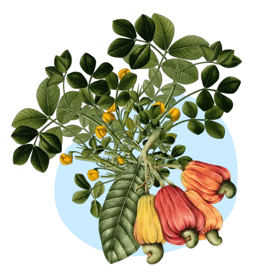 Dat Foods | All Good. All Natural. All Vietnam.