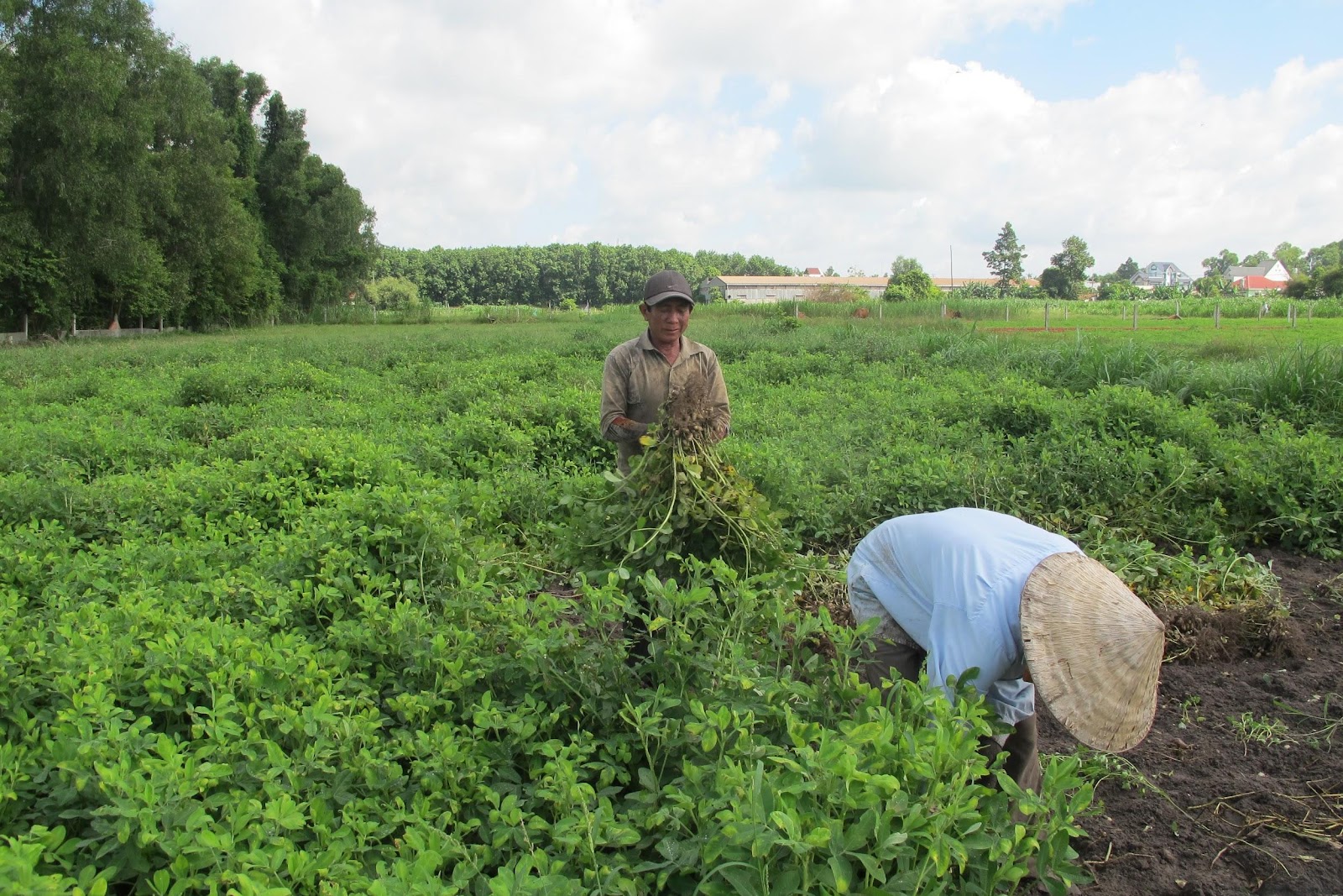 Solutions to increase income for farmers